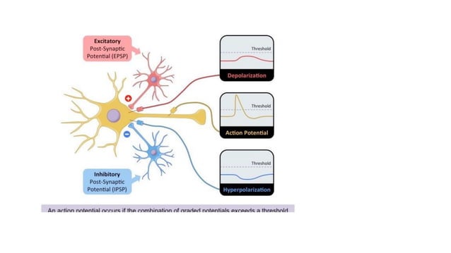 Synaptic integration & Synaptic Potential | PDF | Computer Peripherals | Computing