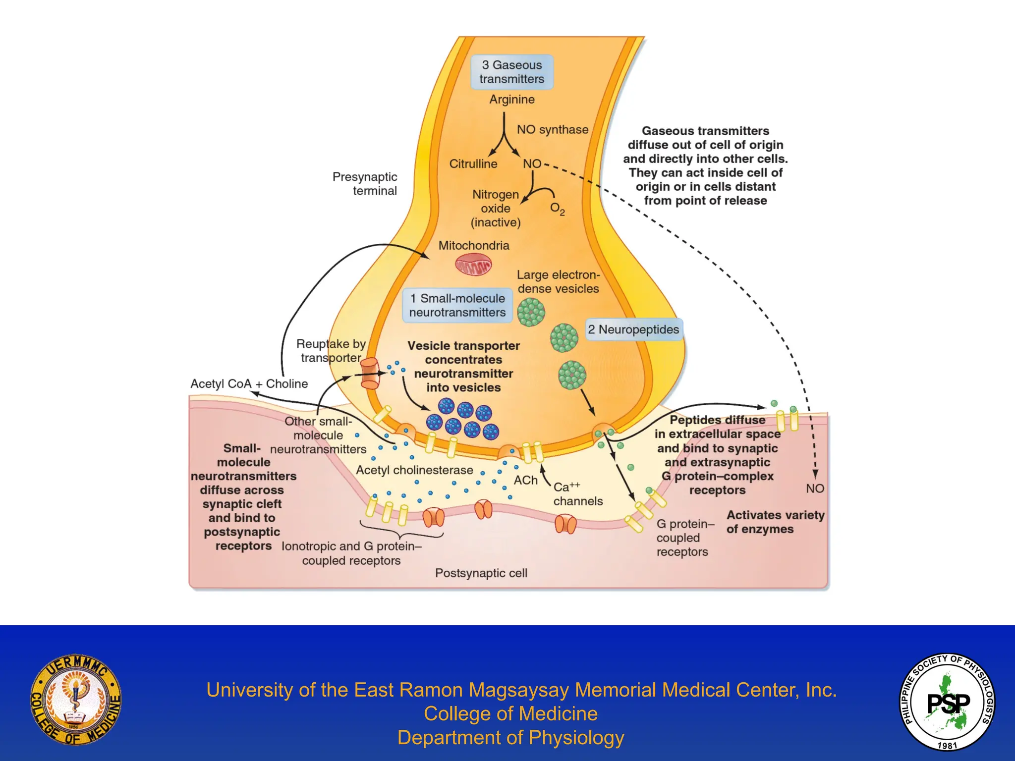 Overview of Synaptic Physiology: Types, Steps and Neurotransmitters | PPTX
