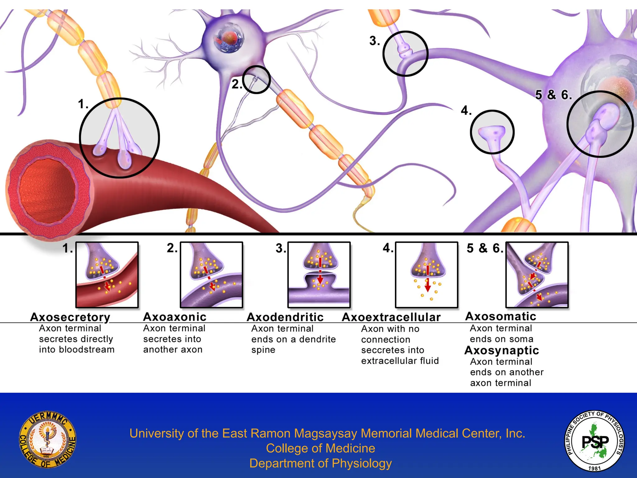 Overview of Synaptic Physiology: Types, Steps and Neurotransmitters | PPT