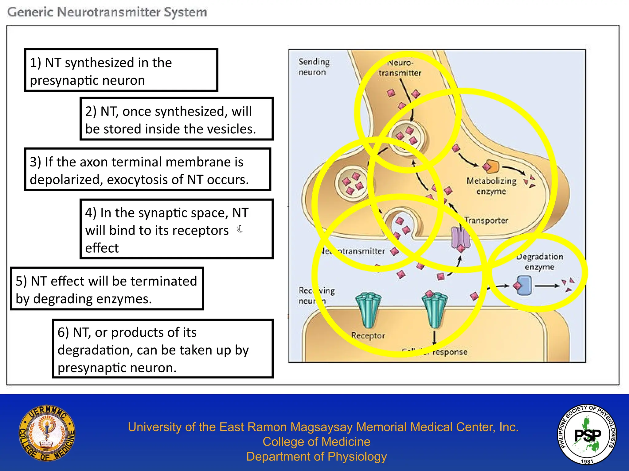 Overview of Synaptic Physiology: Types, Steps and Neurotransmitters | PPT