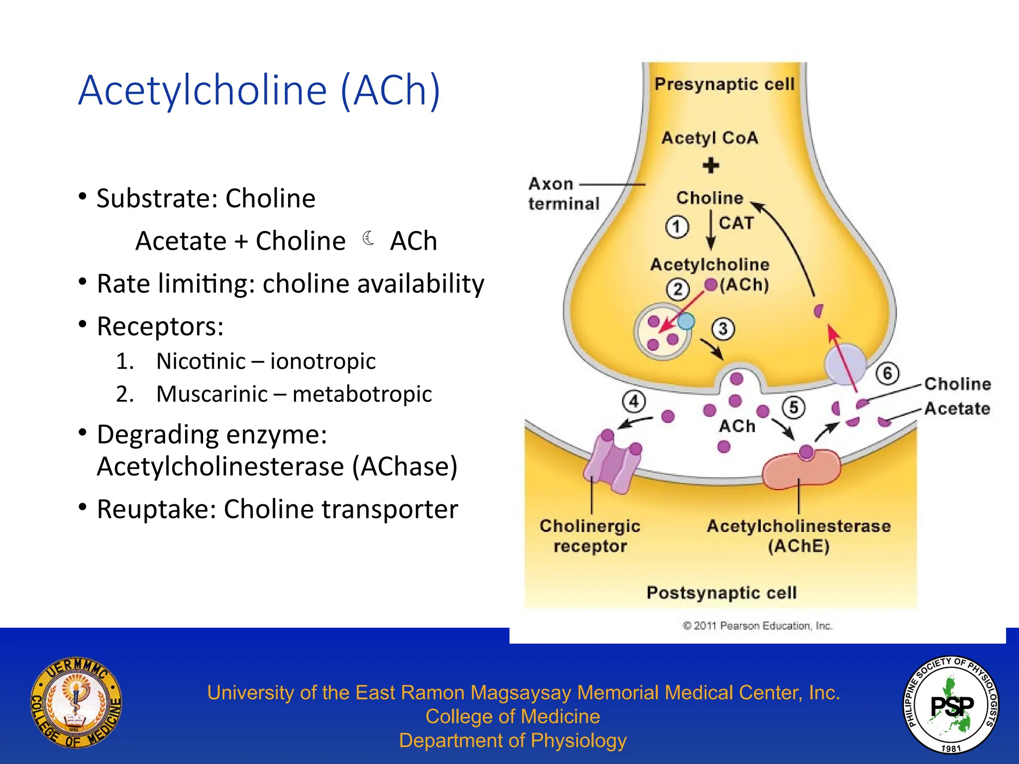 Overview of Synaptic Physiology: Types, Steps and Neurotransmitters | PPTX