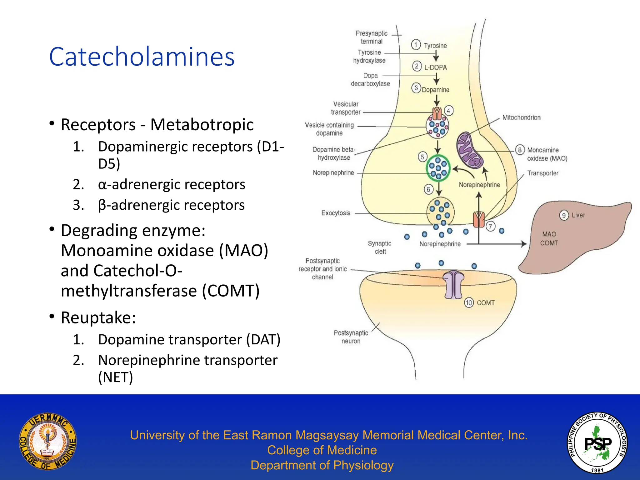 Overview of Synaptic Physiology: Types, Steps and Neurotransmitters | PPT