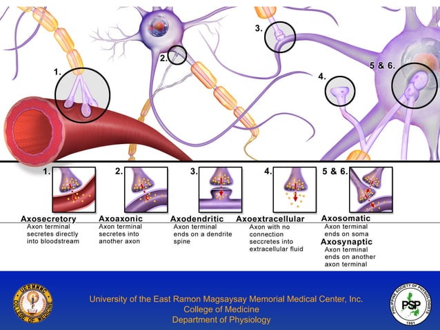 Overview of Synaptic Physiology: Types, Steps and Neurotransmitters | PPT