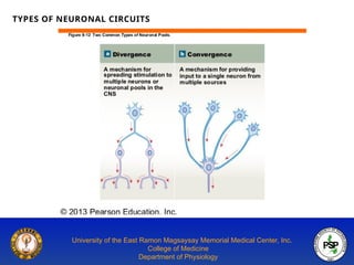 Overview of Synaptic Physiology: Types, Steps and Neurotransmitters | PPTX