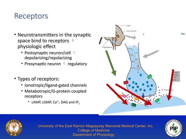 Overview of Synaptic Physiology: Types, Steps and Neurotransmitters | PPT