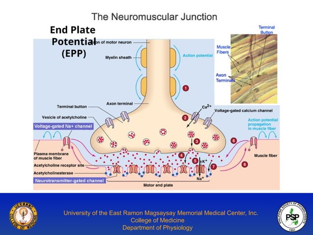 Overview of Synaptic Physiology: Types, Steps and Neurotransmitters | PPT