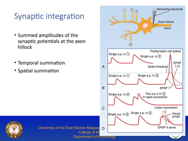 Overview of Synaptic Physiology: Types, Steps and Neurotransmitters | PPT
