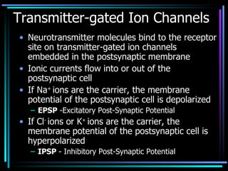 Synaptic Transmission | PPT