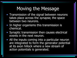 Synaptic Transmission Animation