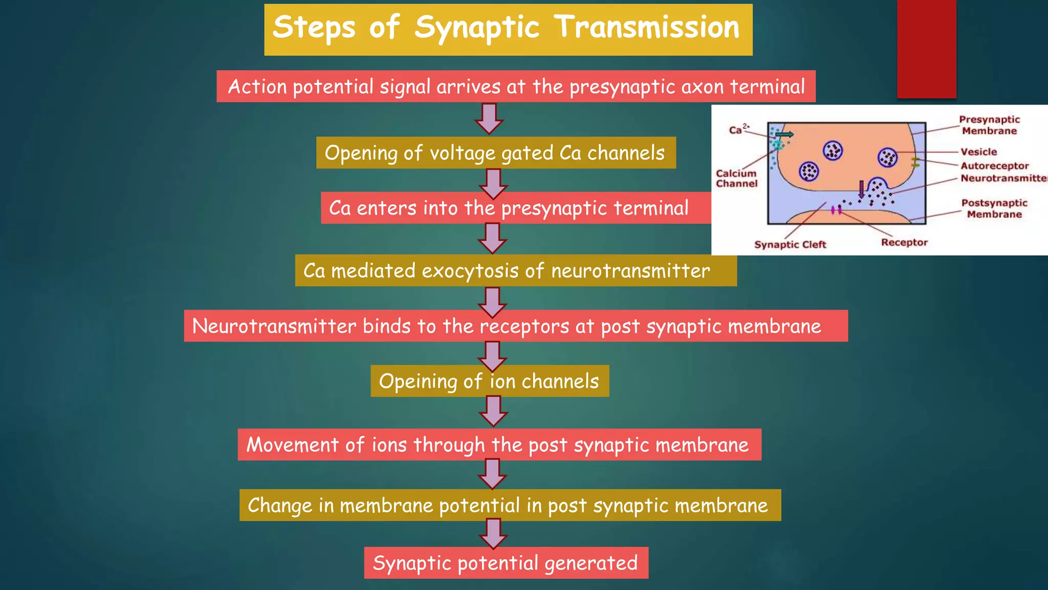 Synaptic Transmission Ppt