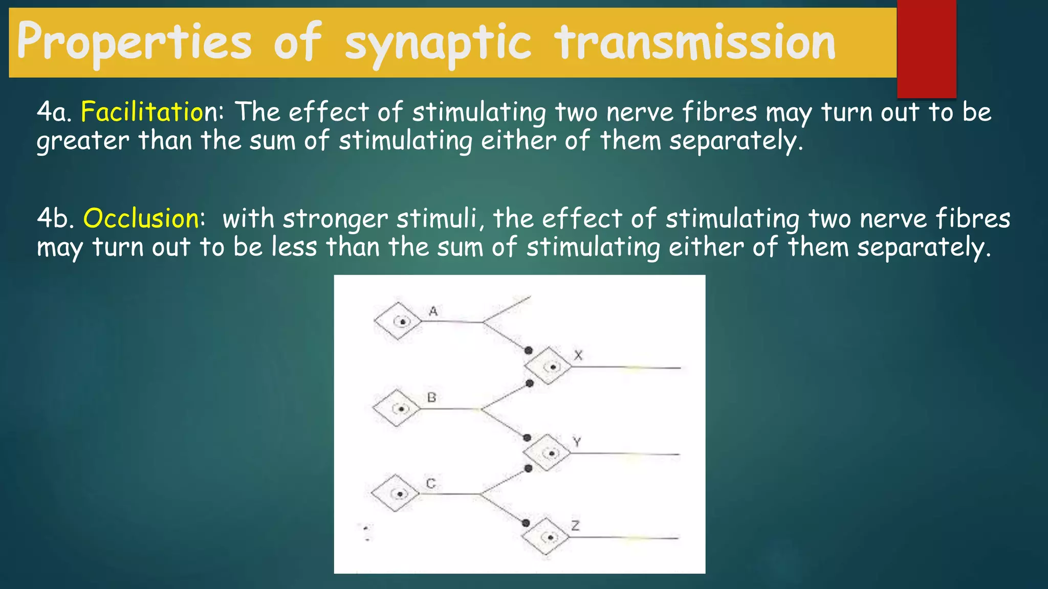 Synaptic transmission | PPTX