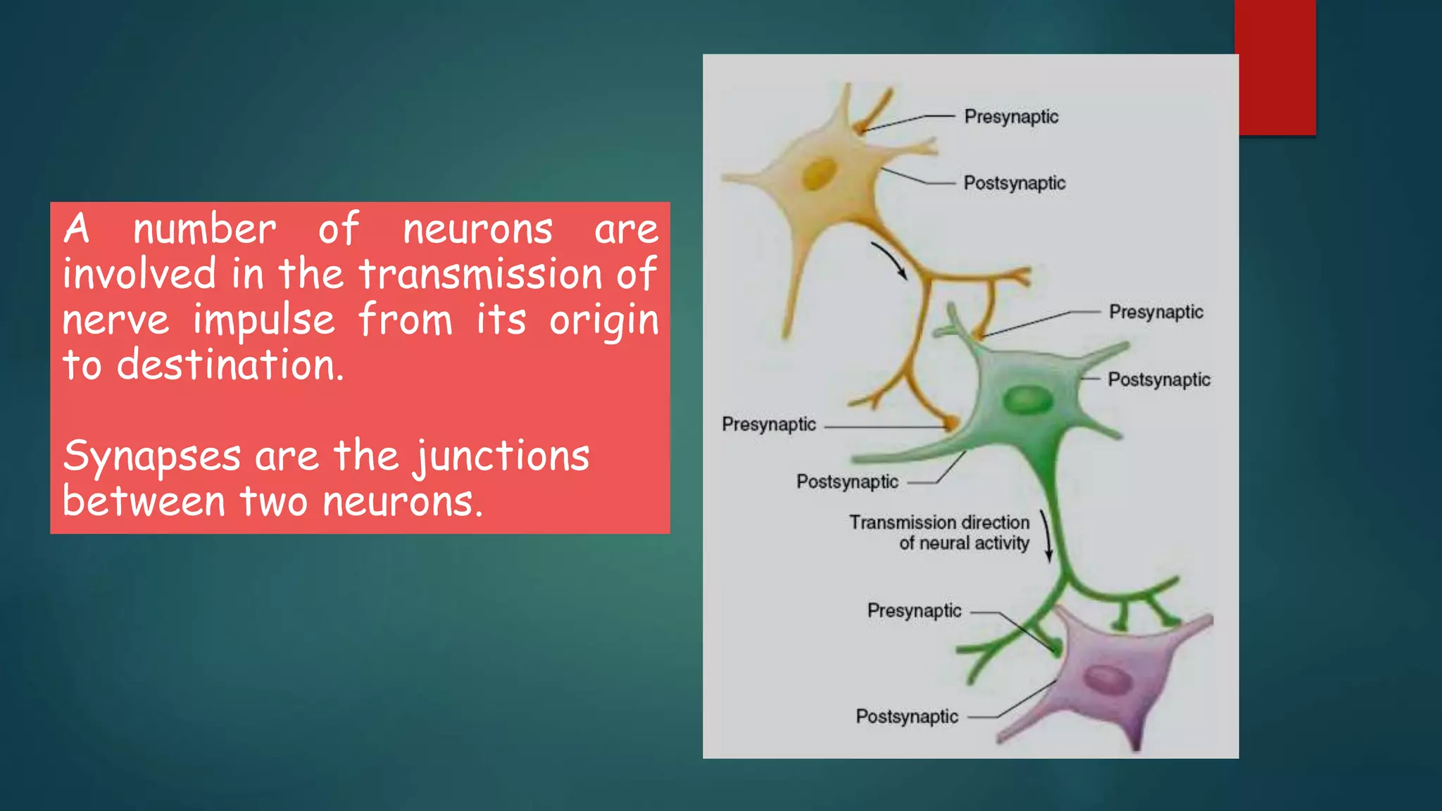 Synaptic transmission | PPTX