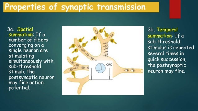Synaptic transmission