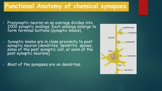 synaptictransmission-150922033443-lva1-app6892 (1).pdf