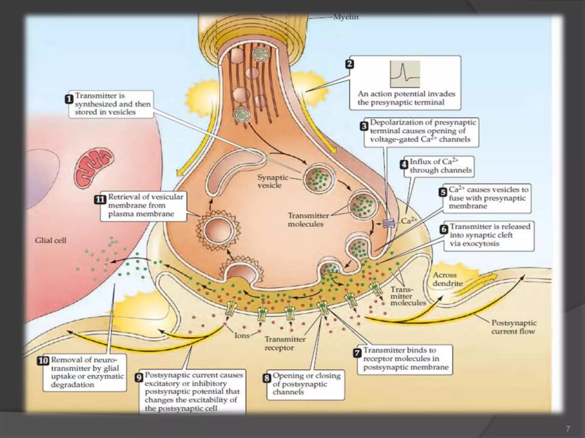 Synaptic Transmission | PPTX