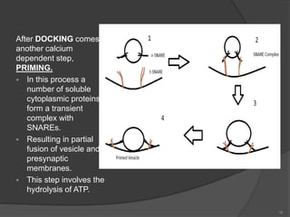Synaptic Transmission | PPTX
