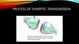 Synaptic transmission | PPTX