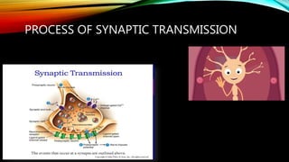 Synaptic transmission | PPTX
