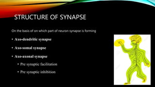 Synaptic transmission | PPTX