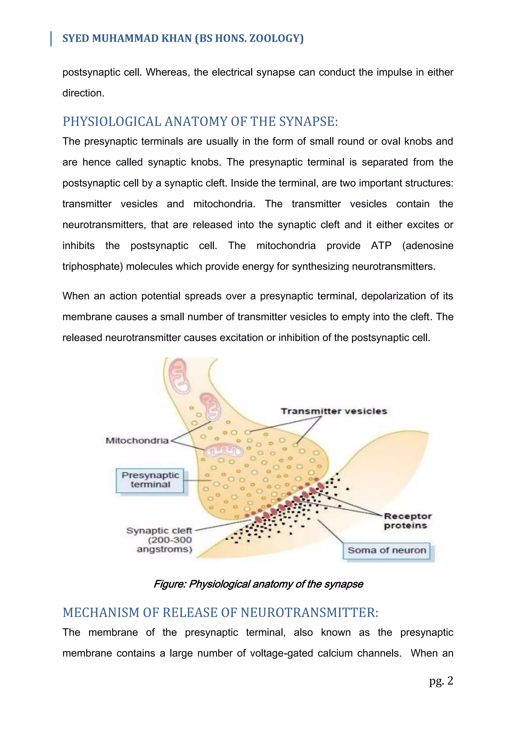 Synaptic Transmission | PDF