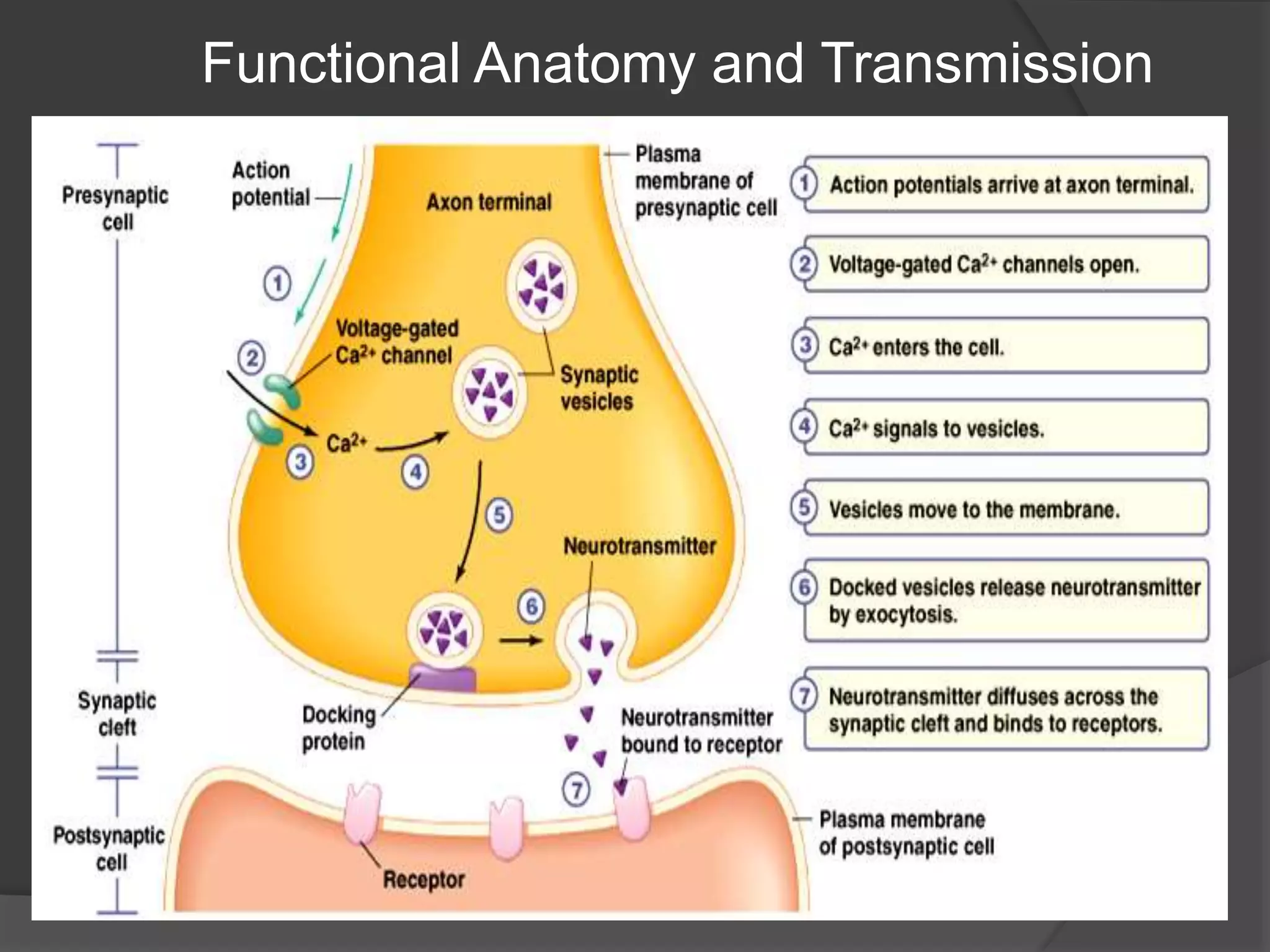 Synaptic Transmission.pptx