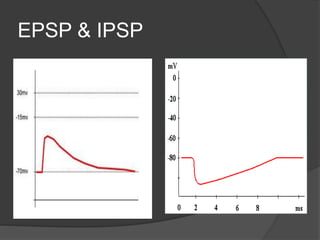 Synaptic Transmission.pptx