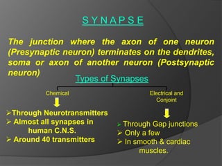 Synaptic Transmission.pptx