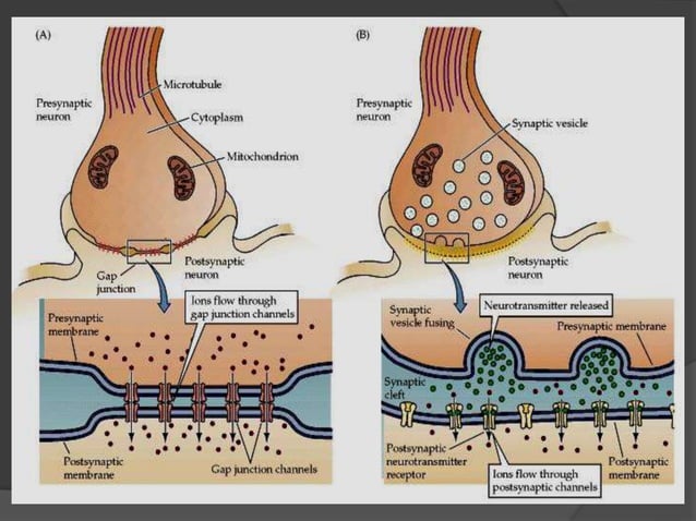 Synaptic Transmission.pptx