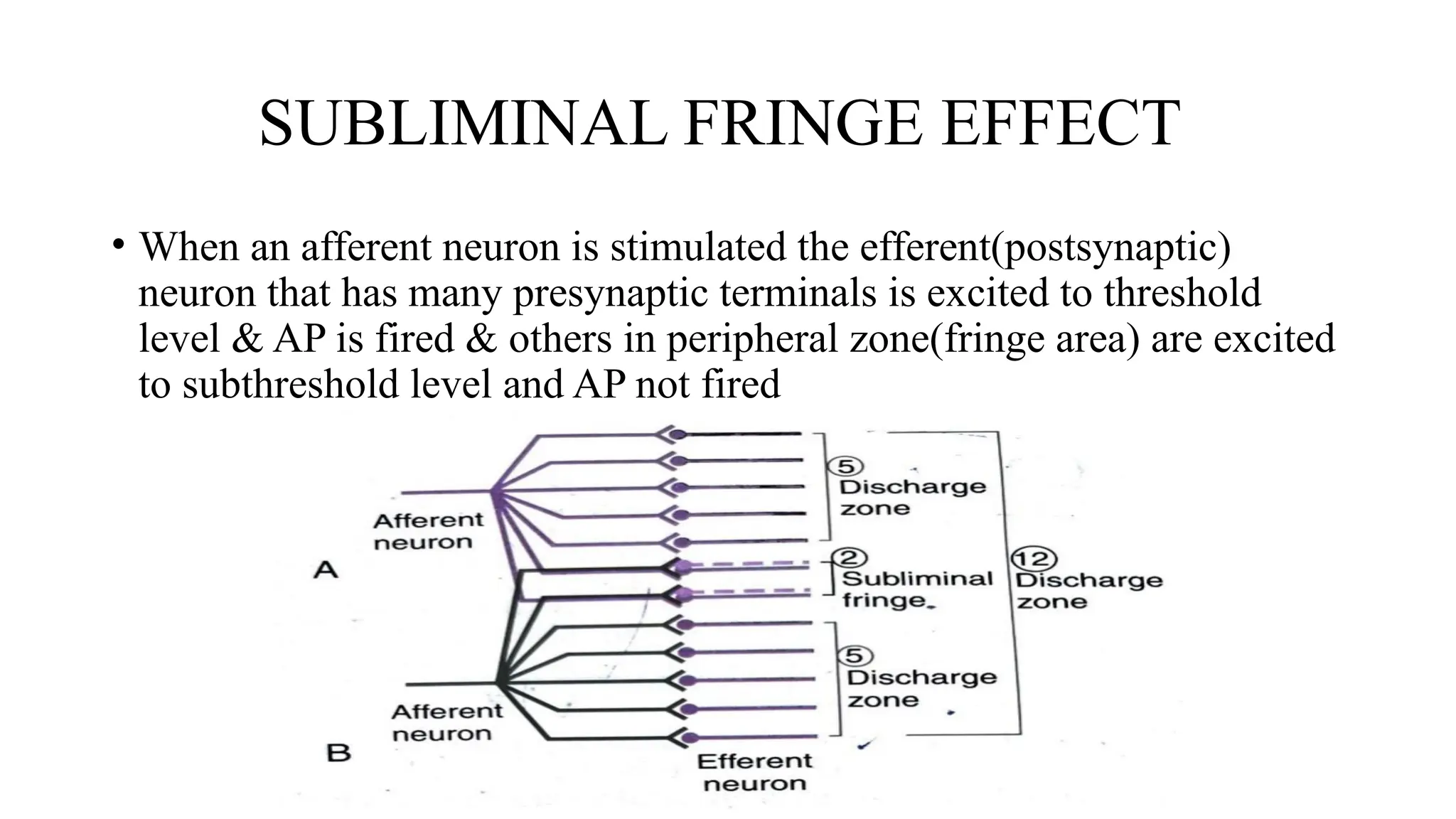 synaptic transmission.pptx AND ACTION POTENTIAL | PPT
