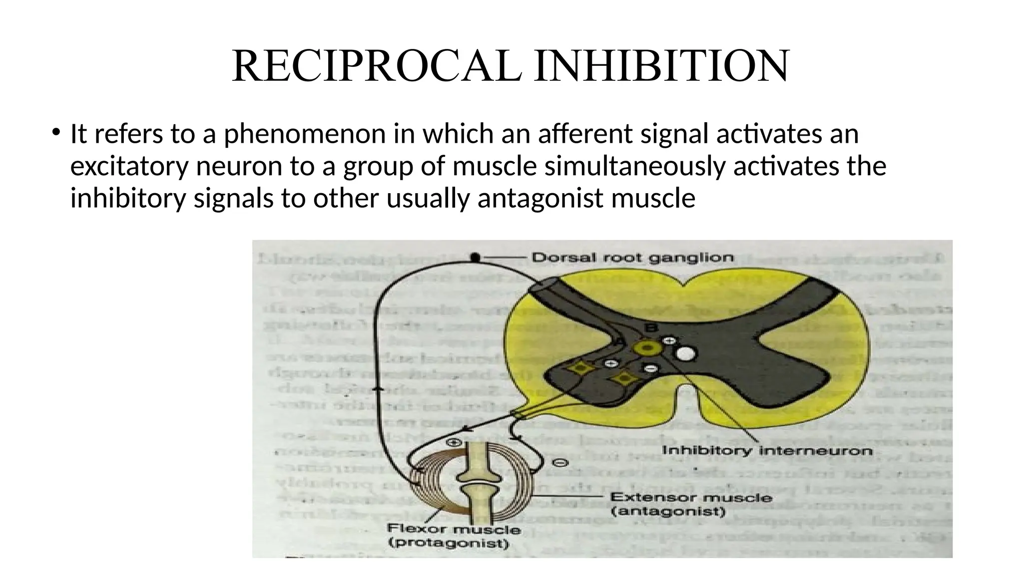 synaptic transmission.pptx AND ACTION POTENTIAL | PPT