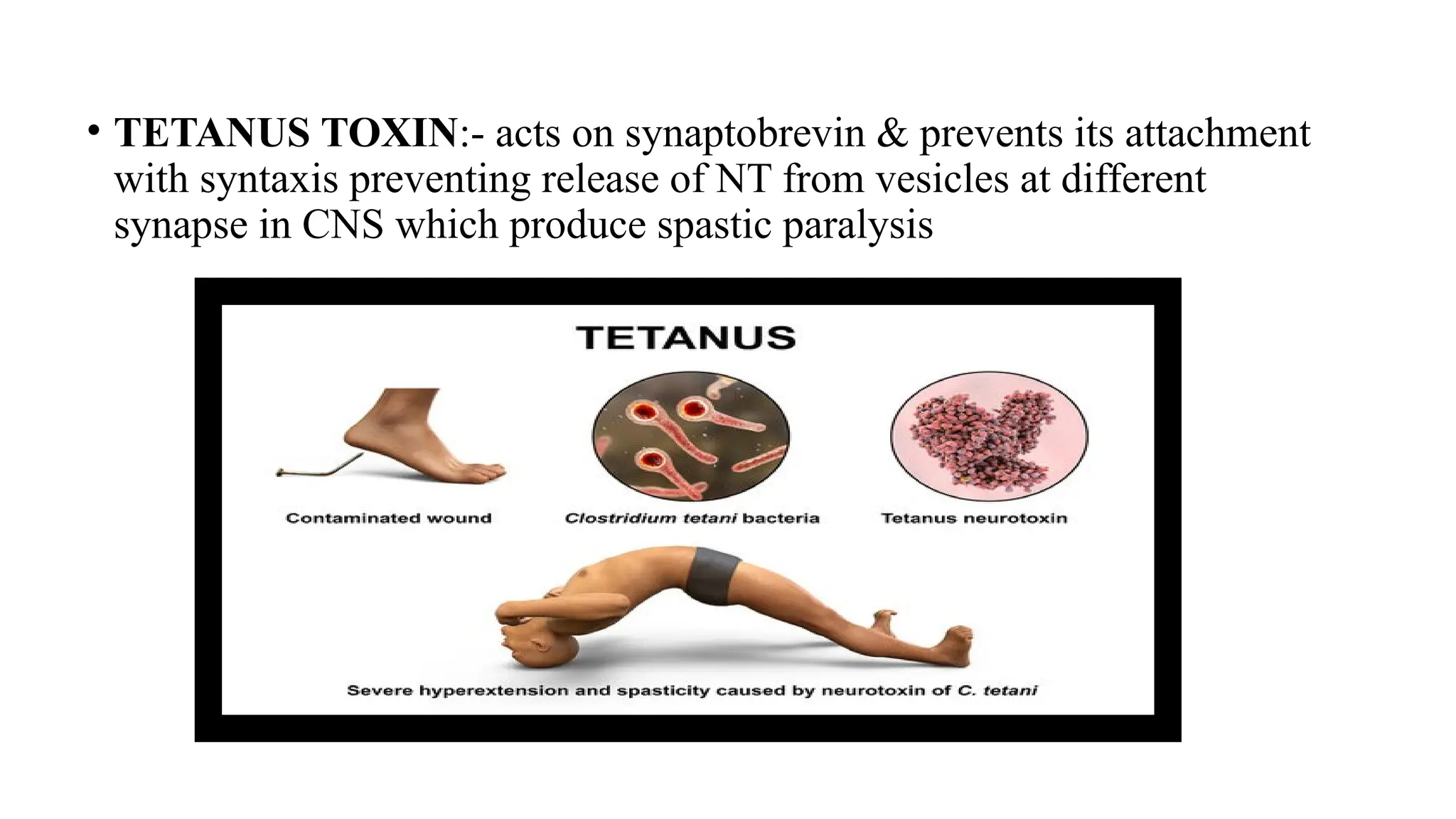 synaptic transmission.pptx AND ACTION POTENTIAL | PPT
