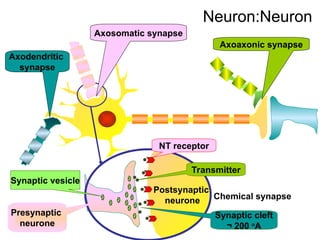 Synaptic transmission, types of synapses | PPT