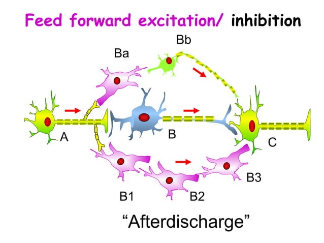 Synaptic transmission, types of synapses | PPT