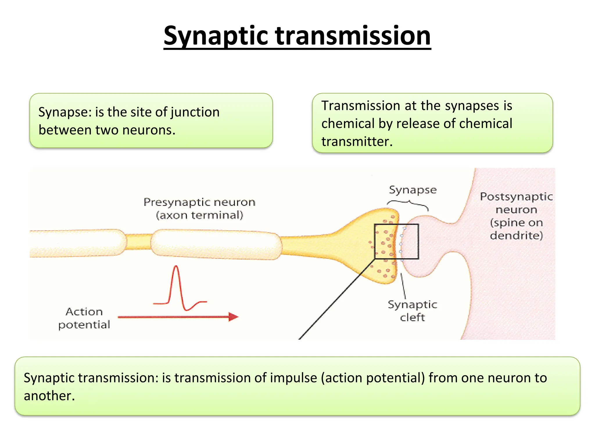 It is the junction between a motor neuron and a skeletal muscle | PDF