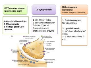 It is the junction between a motor neuron and a skeletal muscle | PDF