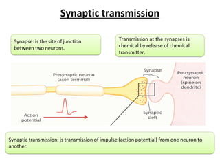 It is the junction between a motor neuron and a skeletal muscle | PPT