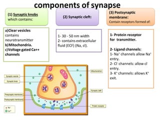 It is the junction between a motor neuron and a skeletal muscle | PDF