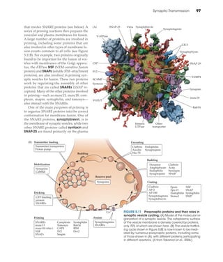 Synaptic transmission - Dale Purves et al. (eds.) - Neuroscience (2018 ...