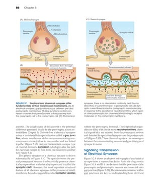 Synaptic transmission - Dale Purves et al. (eds.) - Neuroscience (2018 ...