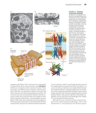 Synaptic transmission - Dale Purves et al. (eds.) - Neuroscience (2018 ...