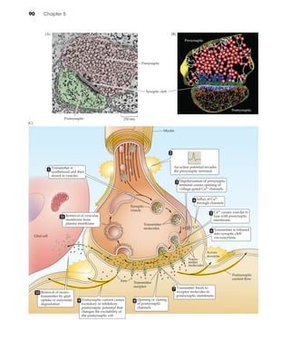 Synaptic transmission - Dale Purves et al. (eds.) - Neuroscience (2018 ...