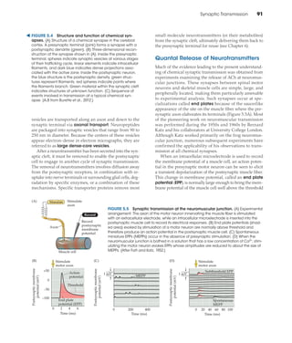 Synaptic transmission - Dale Purves et al. (eds.) - Neuroscience (2018 ...