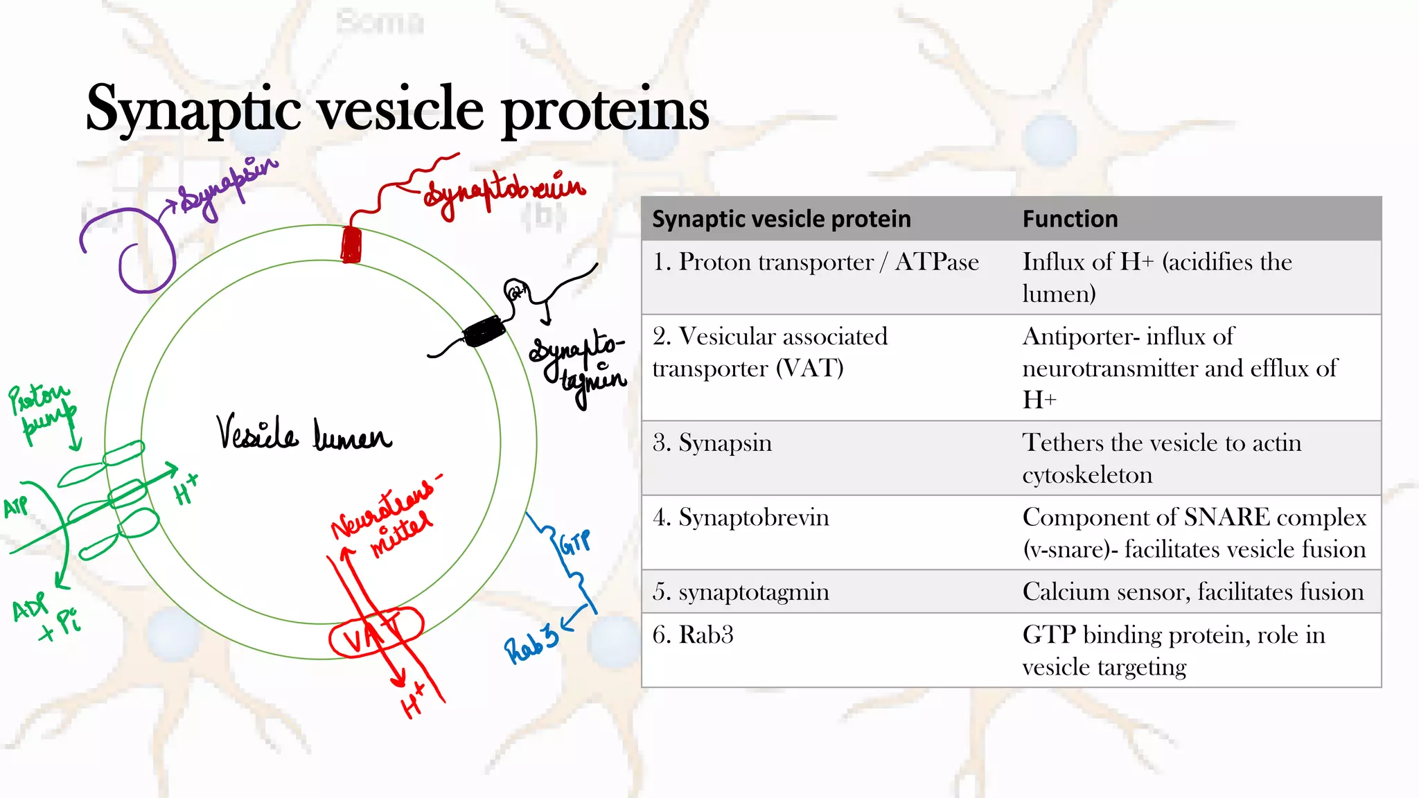 Synaptic transmission types I Steps of chemical neurotransmission I ...