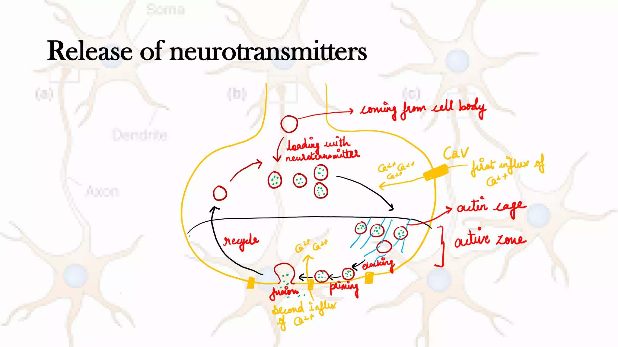 Synaptic transmission types I Steps of chemical neurotransmission I ...