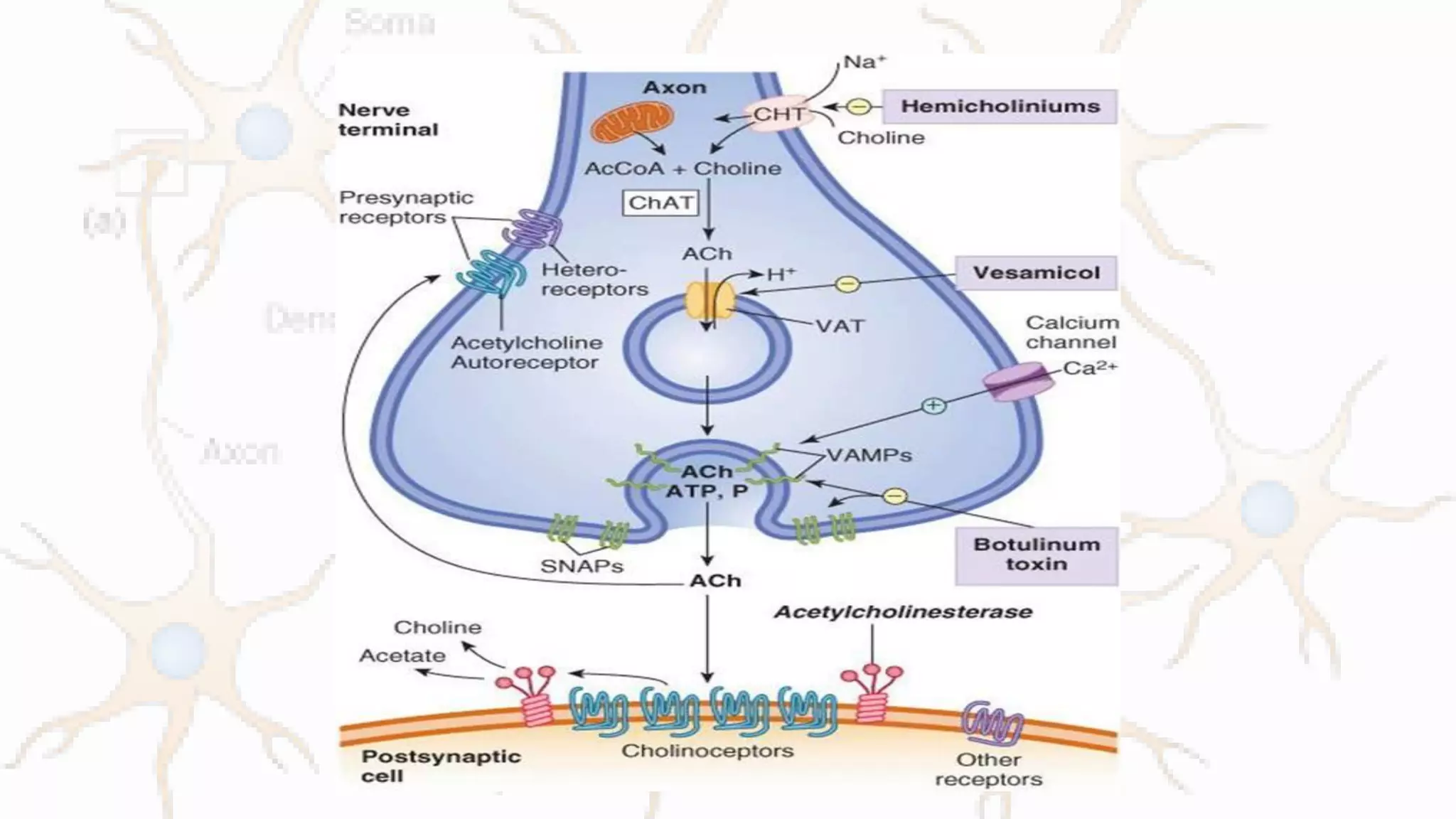 Synaptic transmission types I Steps of chemical neurotransmission I ...