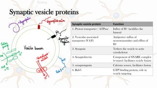 Synaptic transmission types I Steps of chemical neurotransmission I ...