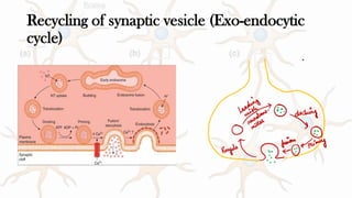 Synaptic transmission types I Steps of chemical neurotransmission I ...