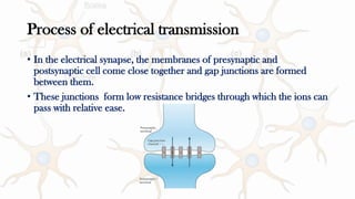 Synaptic transmission types I Steps of chemical neurotransmission I ...