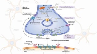 Synaptic transmission types I Steps of chemical neurotransmission I ...