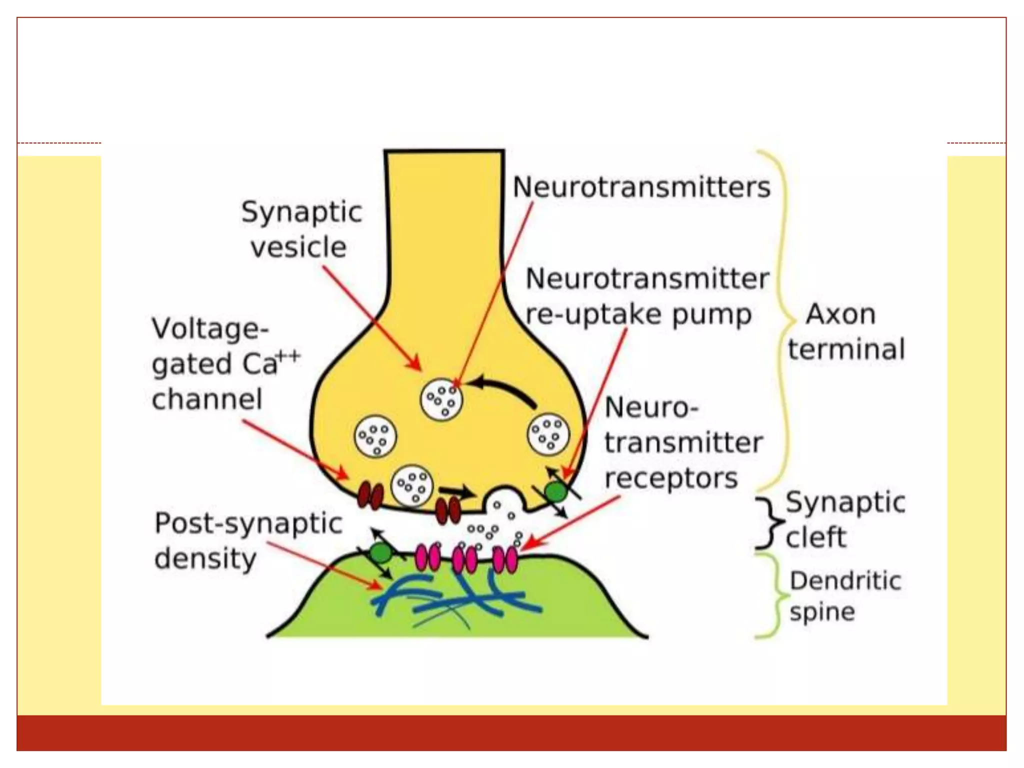 Synaptic transmission i | PPTX